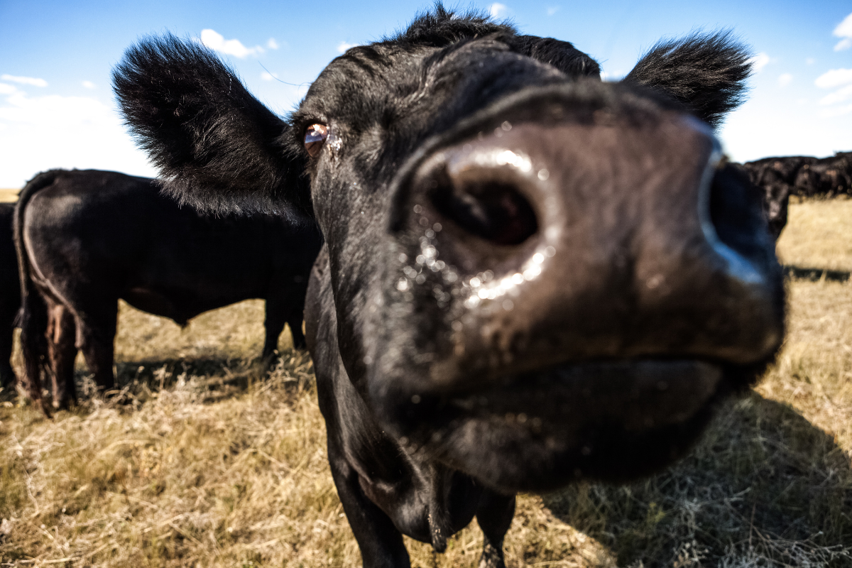Our Process – Ferry Farms